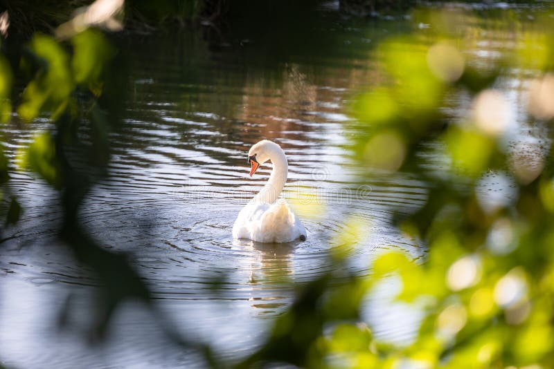 White Swan is Gliding Gracefully Across the Surface of a Tranquil Lake ...