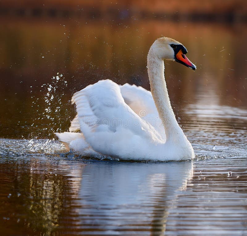 A White Swan Floating on the Water Surface. Stock Illustration ...