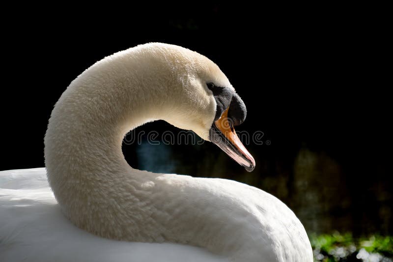 A White Swan with it S Head Tilted in Front of the Camera Stock Image ...