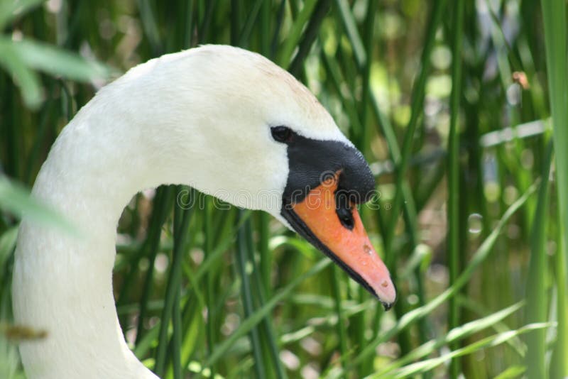 White Swan Head Profile View Closeup Stock Image - Image of fauna ...