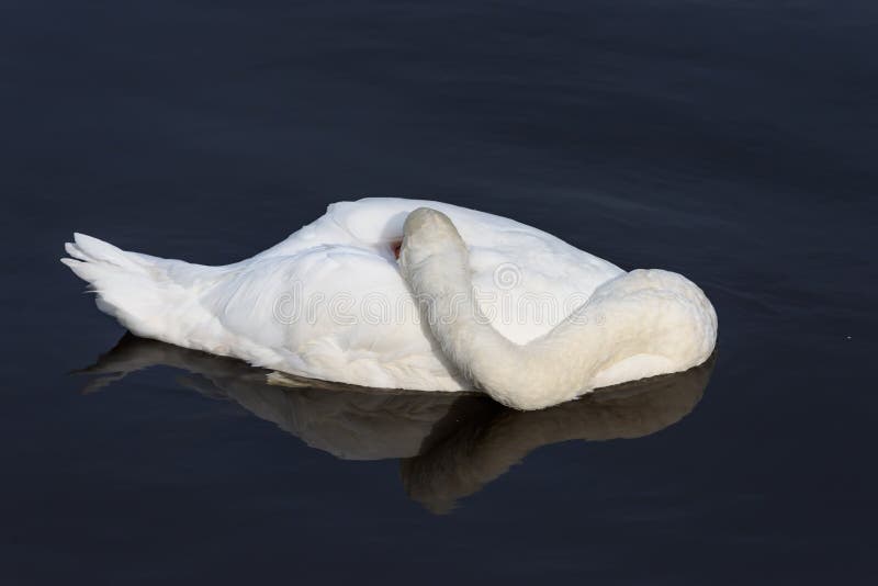 White swan stock image. Image of water, scenic, still - 100001549