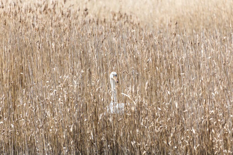 A White Swan Hiding in a Dense Reed Bed Near a River Stock Image ...
