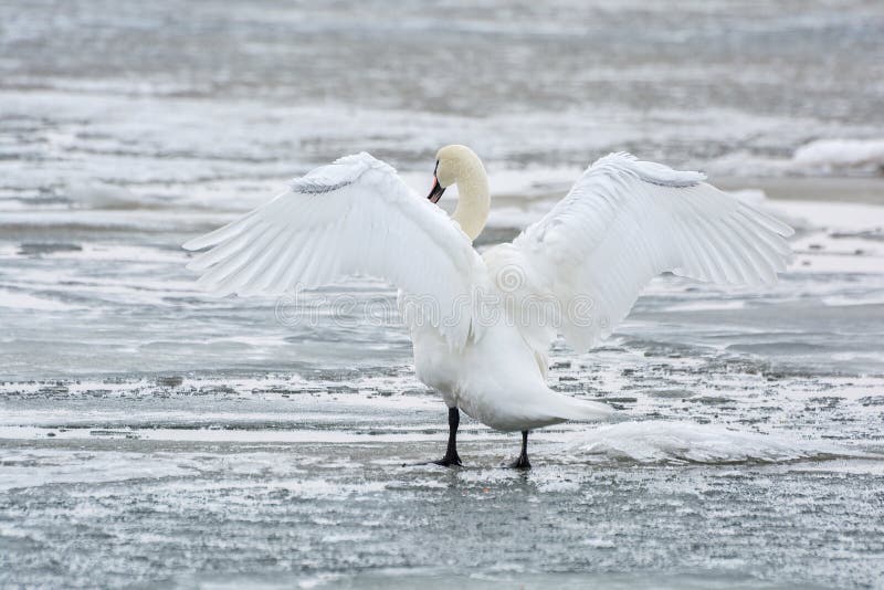 White Swan on Ice Frozen Sea. Stock Image - Image of wintering, frozen ...