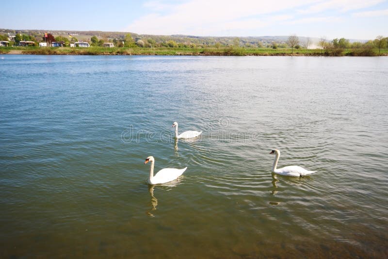 White swan on the lake stock photo. Image of swan, lake - 151583746