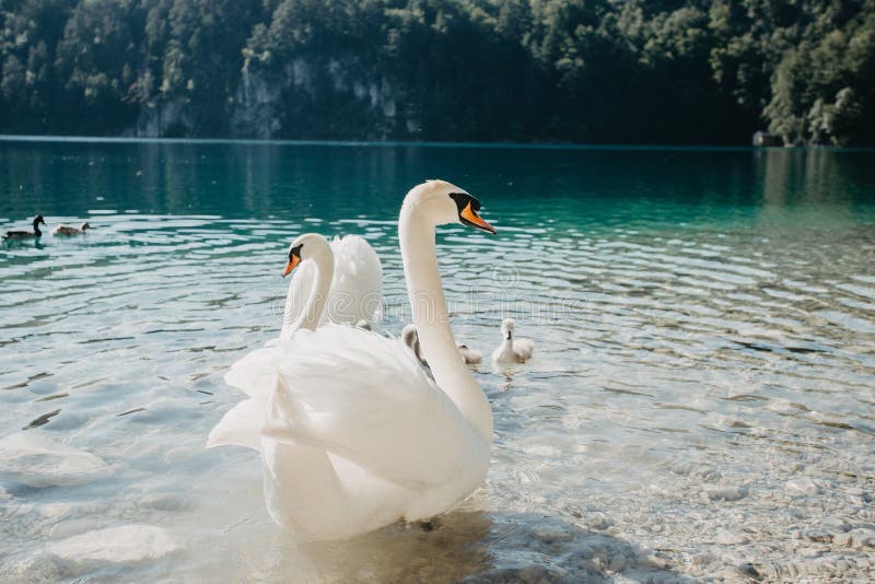 White Swan in the Lake of Alpsee Stock Image - Image of alps, swim ...
