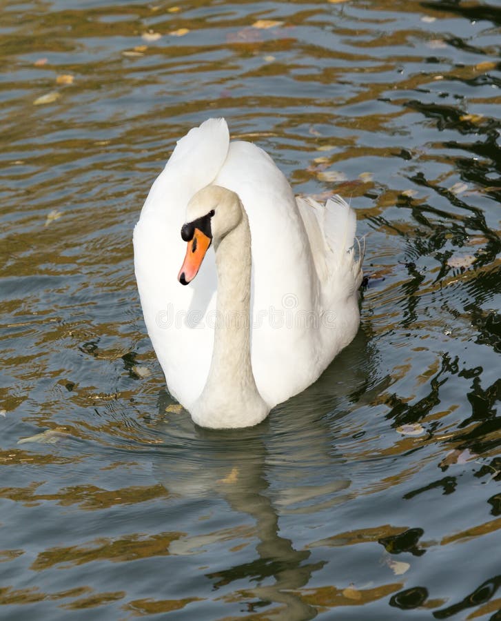 White Swan on the Lake in Autumn Stock Image - Image of tranquil, bird ...