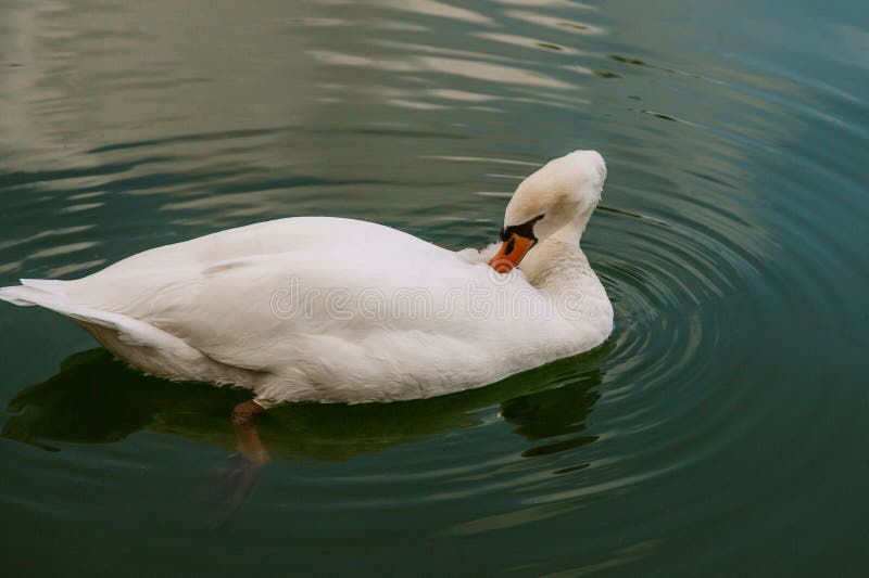 White swan in the lake stock image. Image of swimming - 318214545