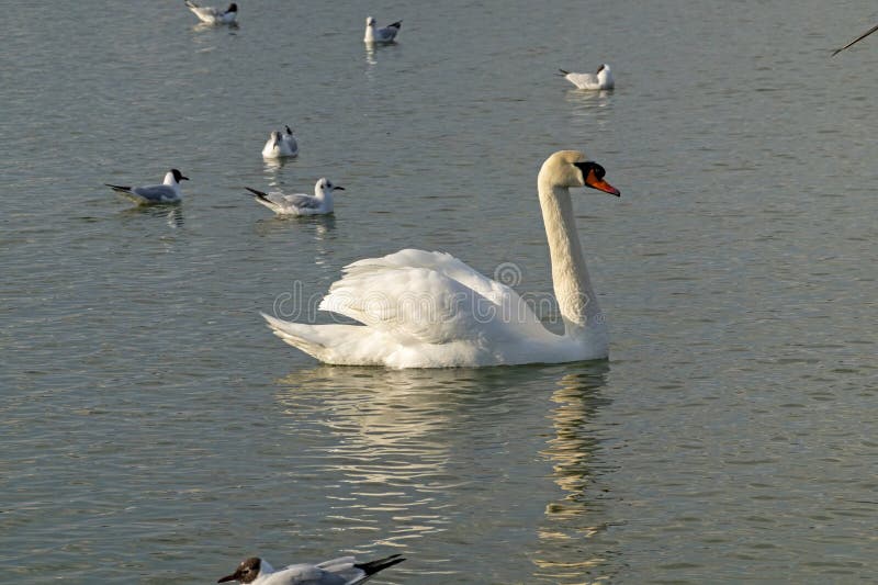 White Swan in the Lake with Blue Dark Background Stock Photo - Image of ...