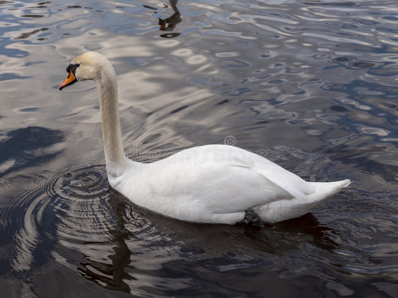 White Swan in the Lake with Blue Dark Background Stock Image - Image of ...