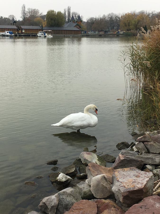 White Swan on the Lake Kesthely Stock Image - Image of walk, fall ...