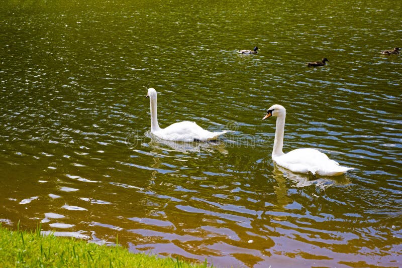 White Swan on Lake Near Coast Stock Photo - Image of 11swan, birds ...