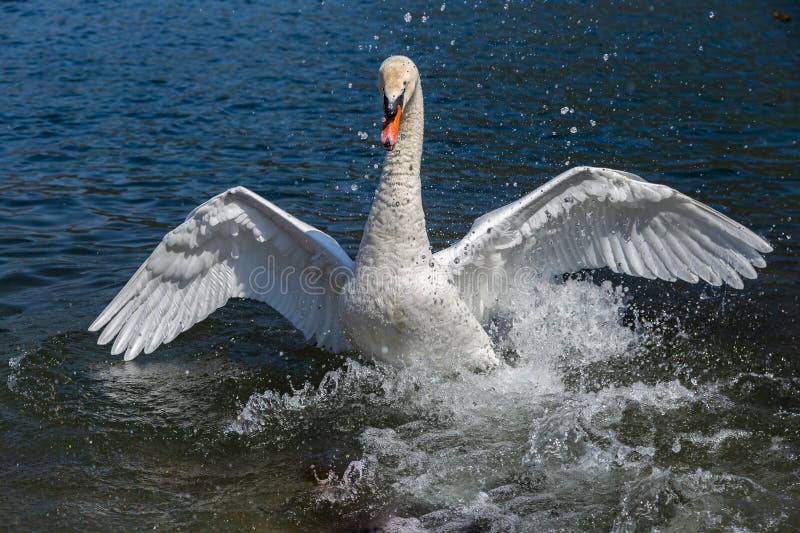 White Swan on the Lake with Open Wings Stock Photo - Image of love ...