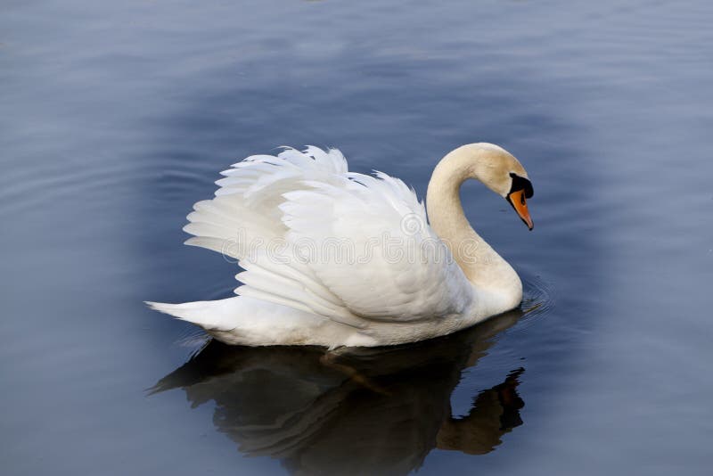 White Swan With Opening Wings Stock Photo - Image of elegant, cute ...