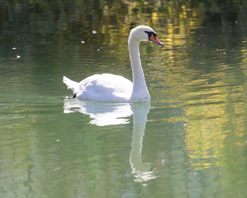 White swan on the lake stock photo. Image of plumage - 89658366