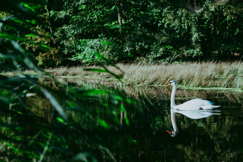 White Swan on Lake in Spring Forest. White Swan Swimming in Pond, Side ...