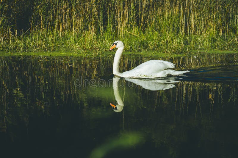 White Swan on Lake in Spring Forest. White Swan Swimming in Pond, Side ...