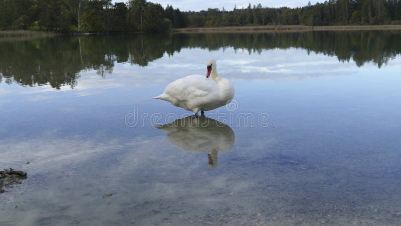 White swan at a lake stock photo. Image of beak, white - 363670516