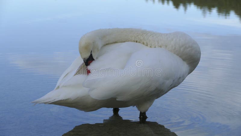 White swan at a lake stock photo. Image of birds, lake - 363670566