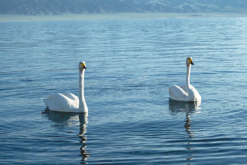 The White Swan on the Lake Surface. Stock Photo - Image of goose ...