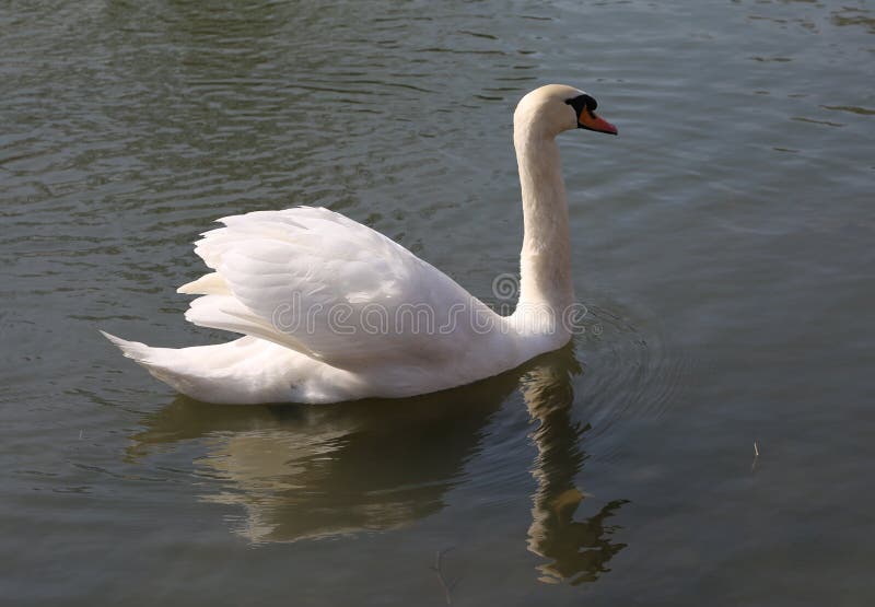 White swan on the lake stock photo. Image of animal - 200393624