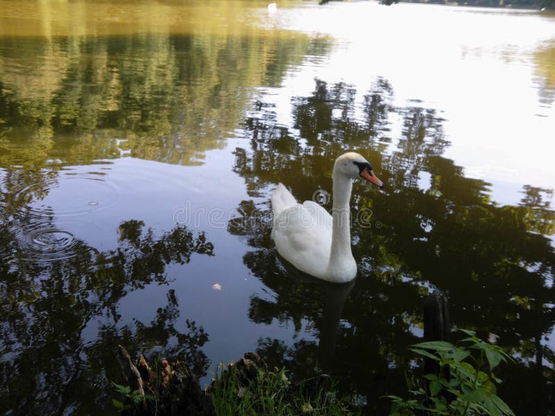 White swan in the lake stock image. Image of tree, white - 187082695