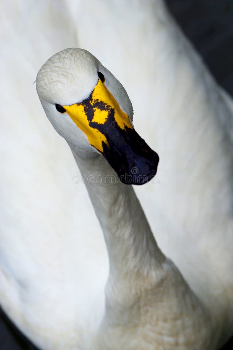 1,774 Swan Face Closeup Stock Photos - Free & Royalty-Free Stock Photos ...