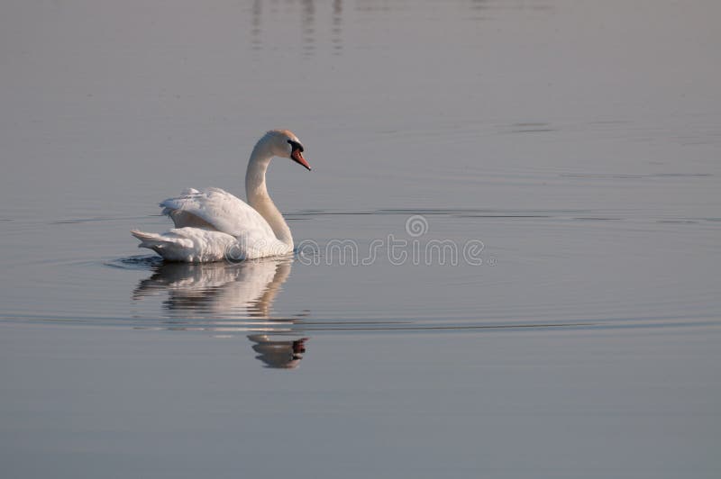 White Swan Looking Back on the Lake S Surface Stock Image - Image of ...