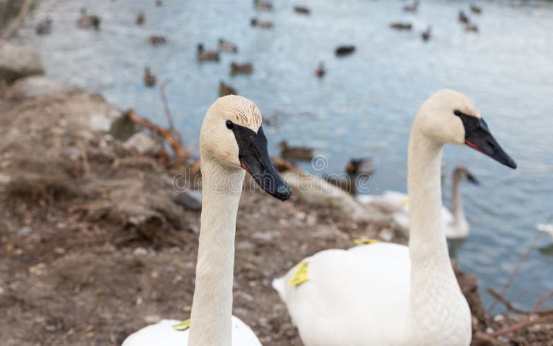 White Swan Looking at the Camera. Stock Image - Image of feathered ...