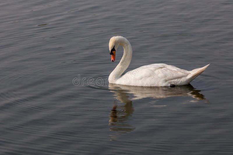 Two White Swans Diving in Water Stock Photo - Image of birds, love ...