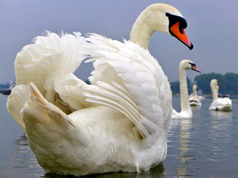 White swan looks back stock photo. Image of beautiful - 45334988