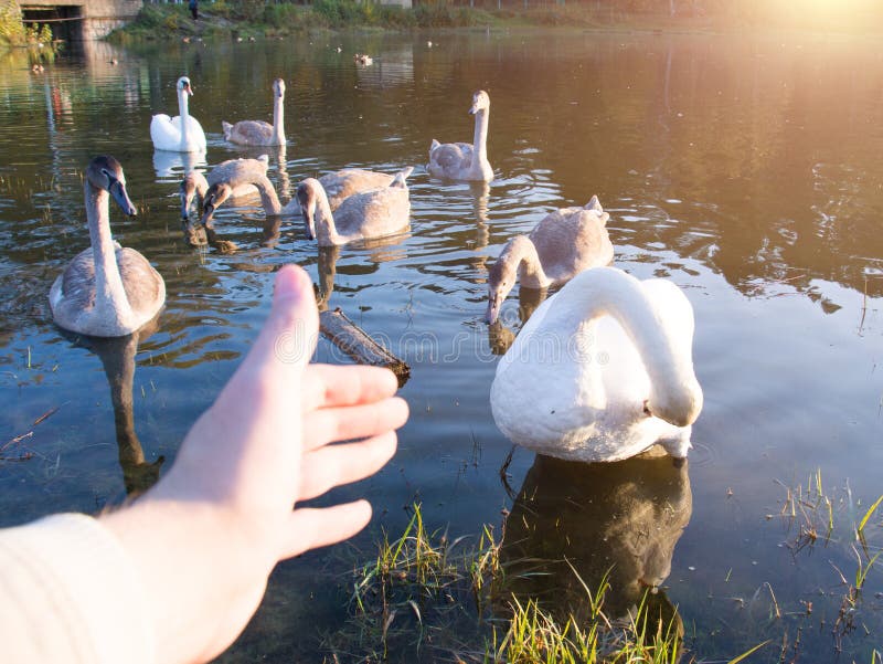Swan and hand stock image. Image of food, close, garda - 70618301