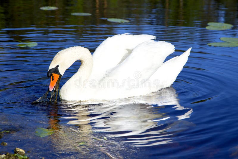 White Swan with the Napped Feathers Stock Image - Image of calm ...