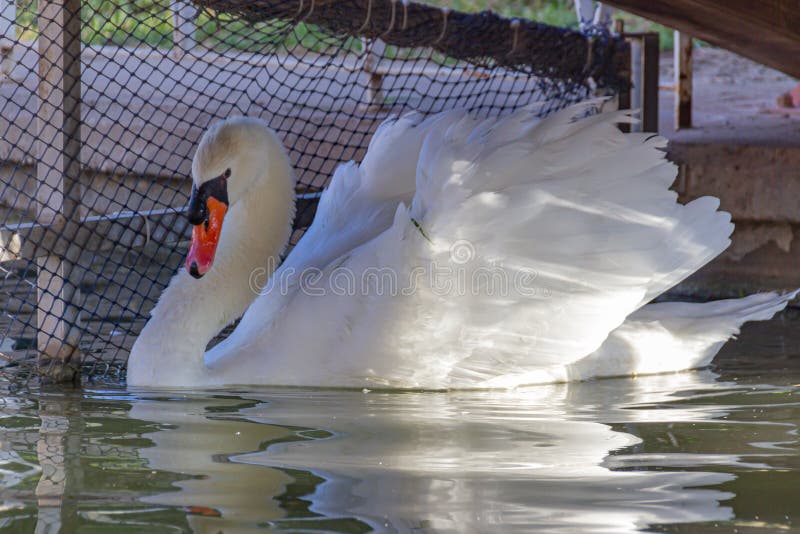 568 White Swan Open Wings Stock Photos - Free & Royalty-Free Stock ...