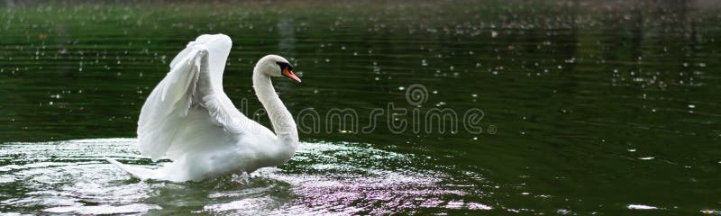 White Swan Opens Its Wings To Fly Stock Image - Image of swan, animal ...