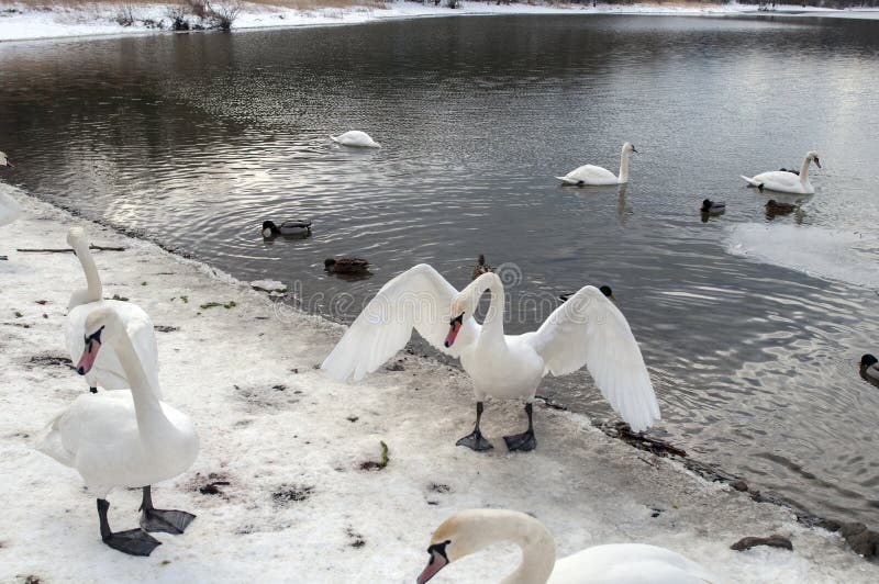 White Swan Paws on the Ice Reflecting Stock Photo - Image of natural ...