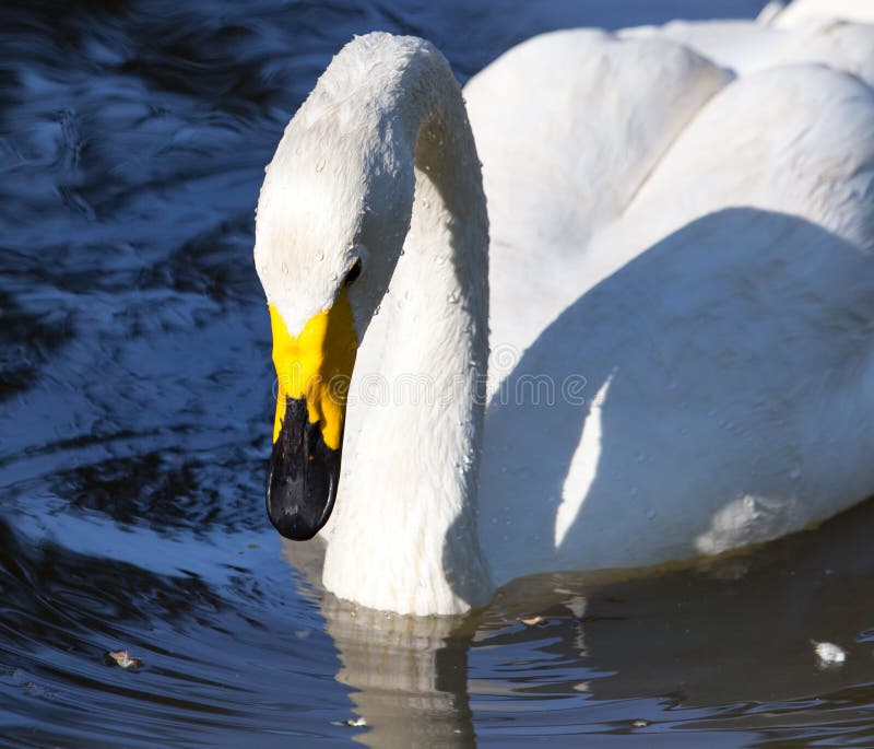 White Swan on a Pond in the Park Stock Image - Image of wildlife ...