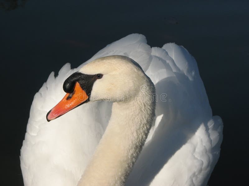 White Swan Picture. Image: 109896035
