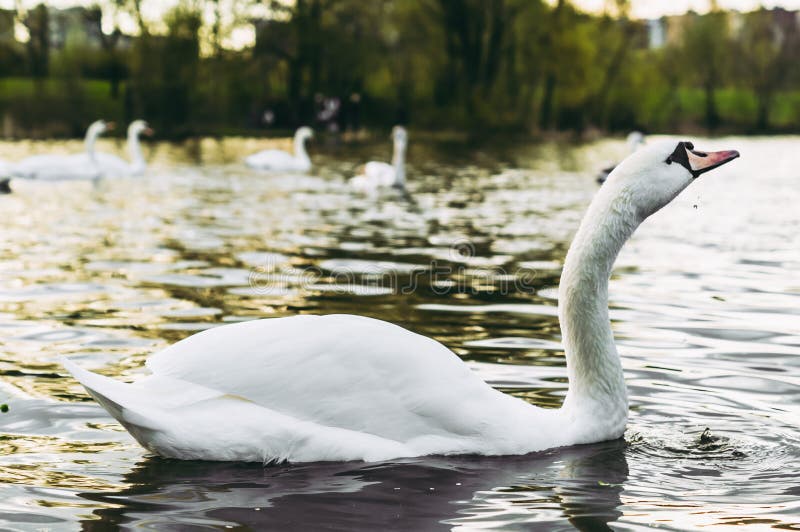 White Swan Portrait. Front View of Elegant Waterfowl on the Water ...