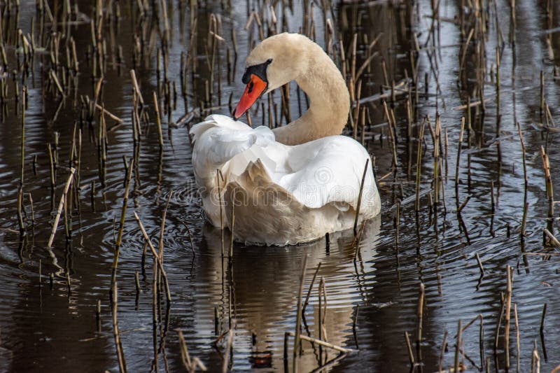 White Swan with Red Beak in the Park Pond Stock Photo - Image of ...