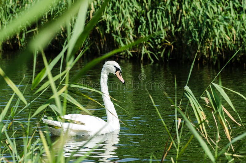 White Swan on the River in the Reeds Stock Photo - Image of beautiful ...