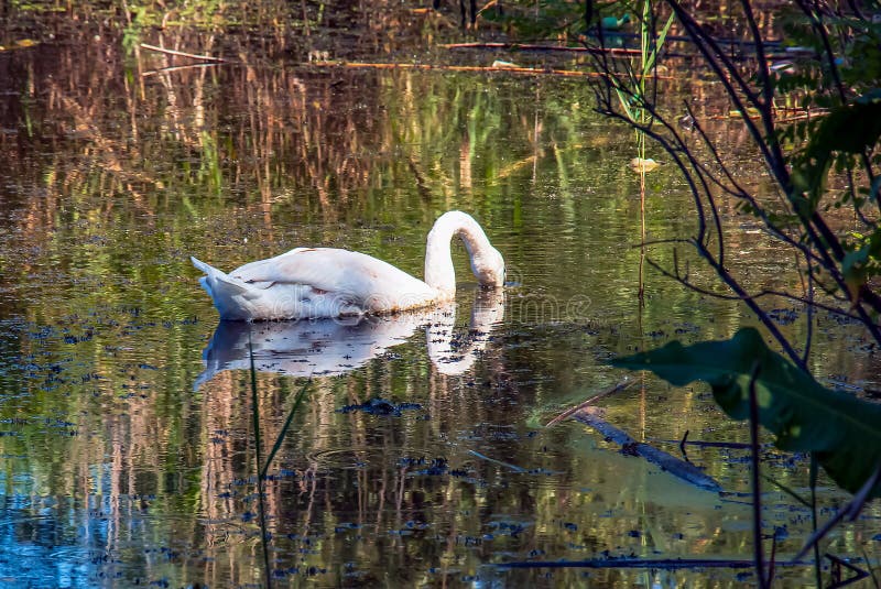 White Swan on the River. Reflections on the Surface of the Water Stock ...