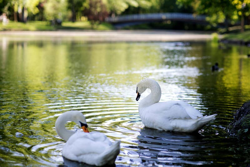 White Swan is Scratching Itself in Water in the Park Stock Image ...