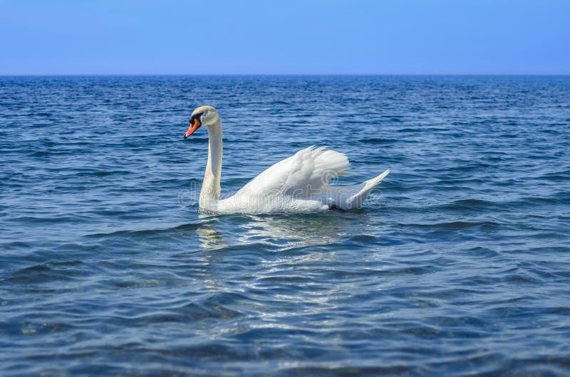 White Swan on the sea stock image. Image of perched - 144287925