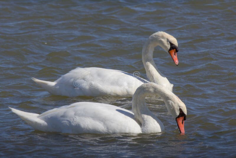 White Swan at sea stock photo. Image of grace, love - 144322974
