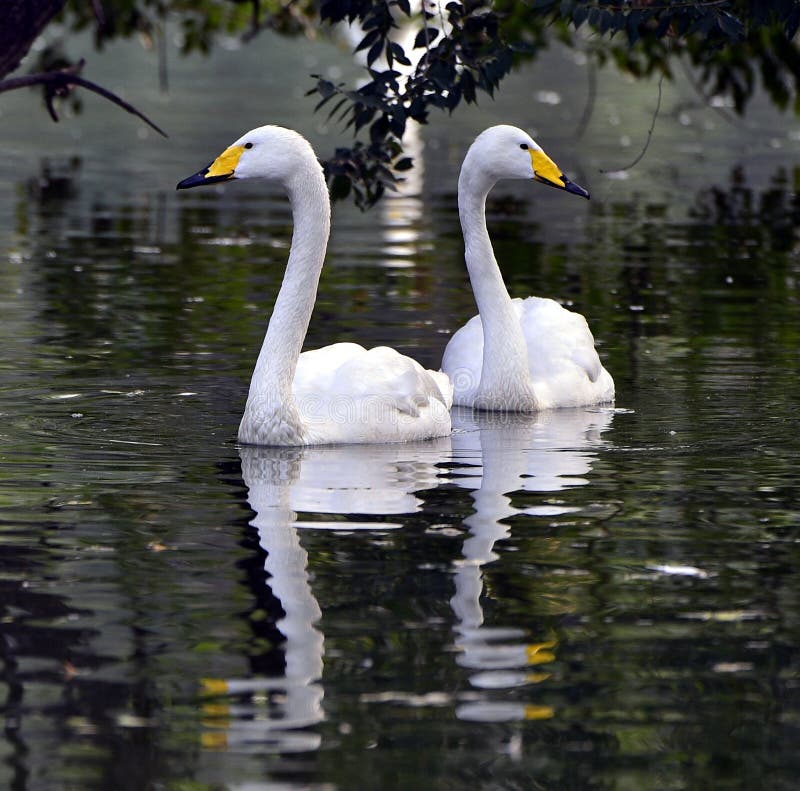 White Swan wings stock photo. Image of flying, wings - 23605236