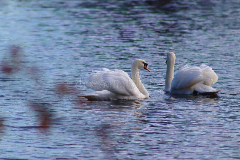 A White Swan Seen from Close Up. Two Swan S in Natural Behaviour Stock ...