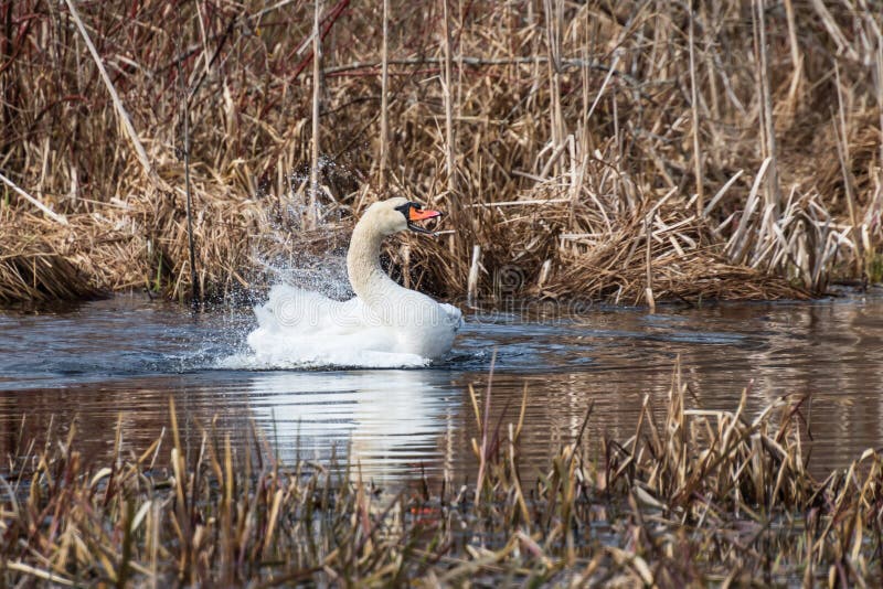 A White Swan Sings and Washes in a Park Pond Stock Image - Image of ...