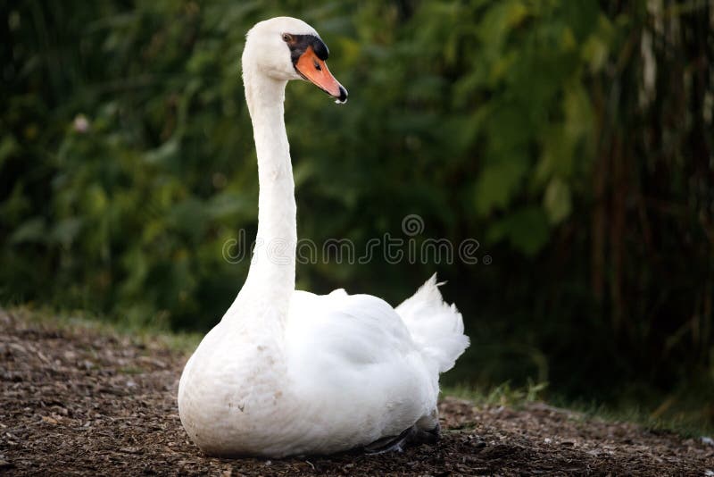 White Swan Sitting on the Ground Stock Photo - Image of grace, animal ...