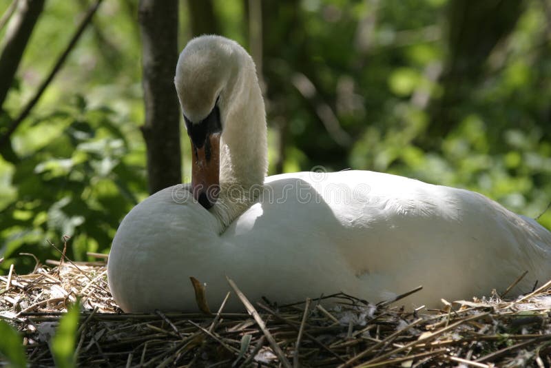 White Swan Sitting on Her Nest Stock Photo - Image of sitting, swan ...