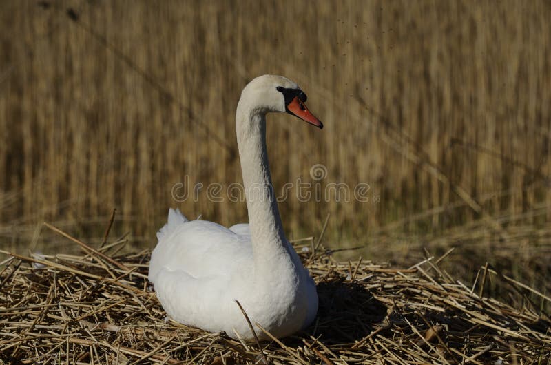 White Swan Sitting on a Nest Stock Image - Image of nest, reed: 49734677